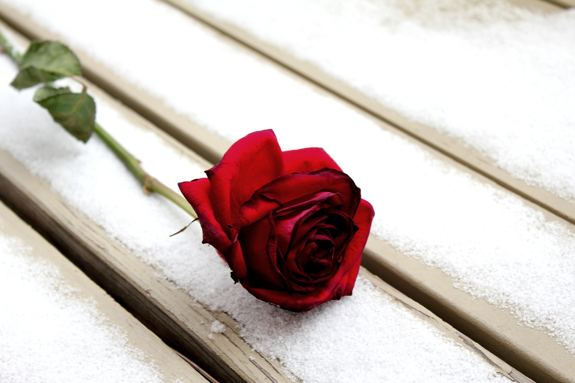 The Winter Rose | HYPS